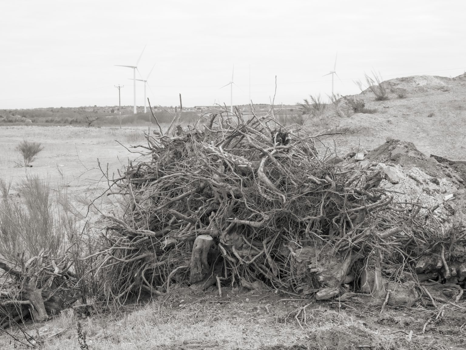 CLOSE UP: Terence Lane - OutForest – Shutter Hub